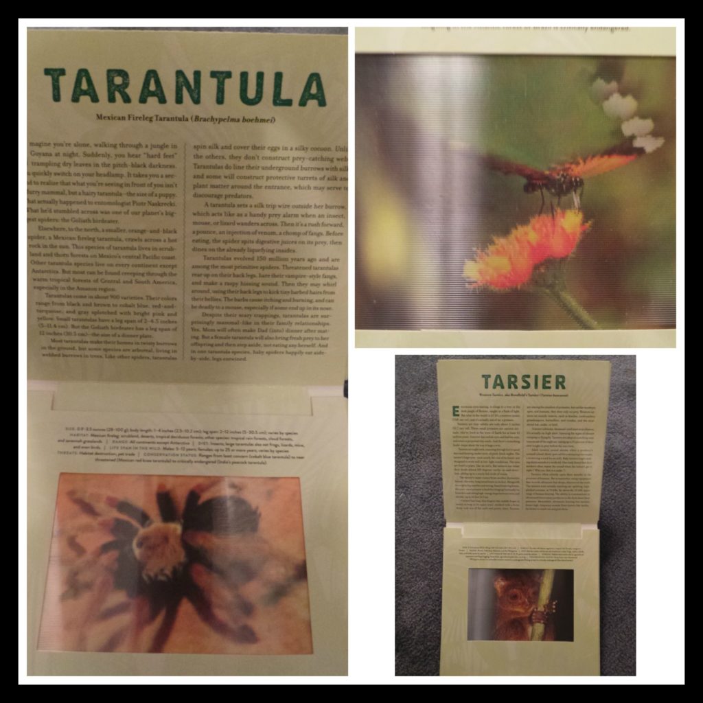 Jungle, A Photicular Book, as close to it as you’ll get from home